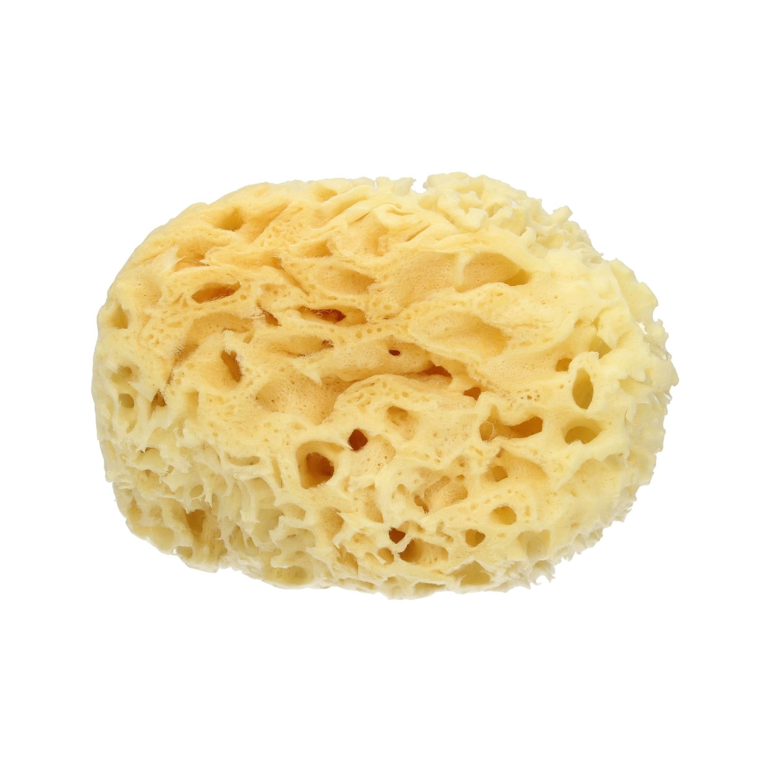 Spugna mare naturale extralarge: Acquista con spedizione gratuita in 24 ...